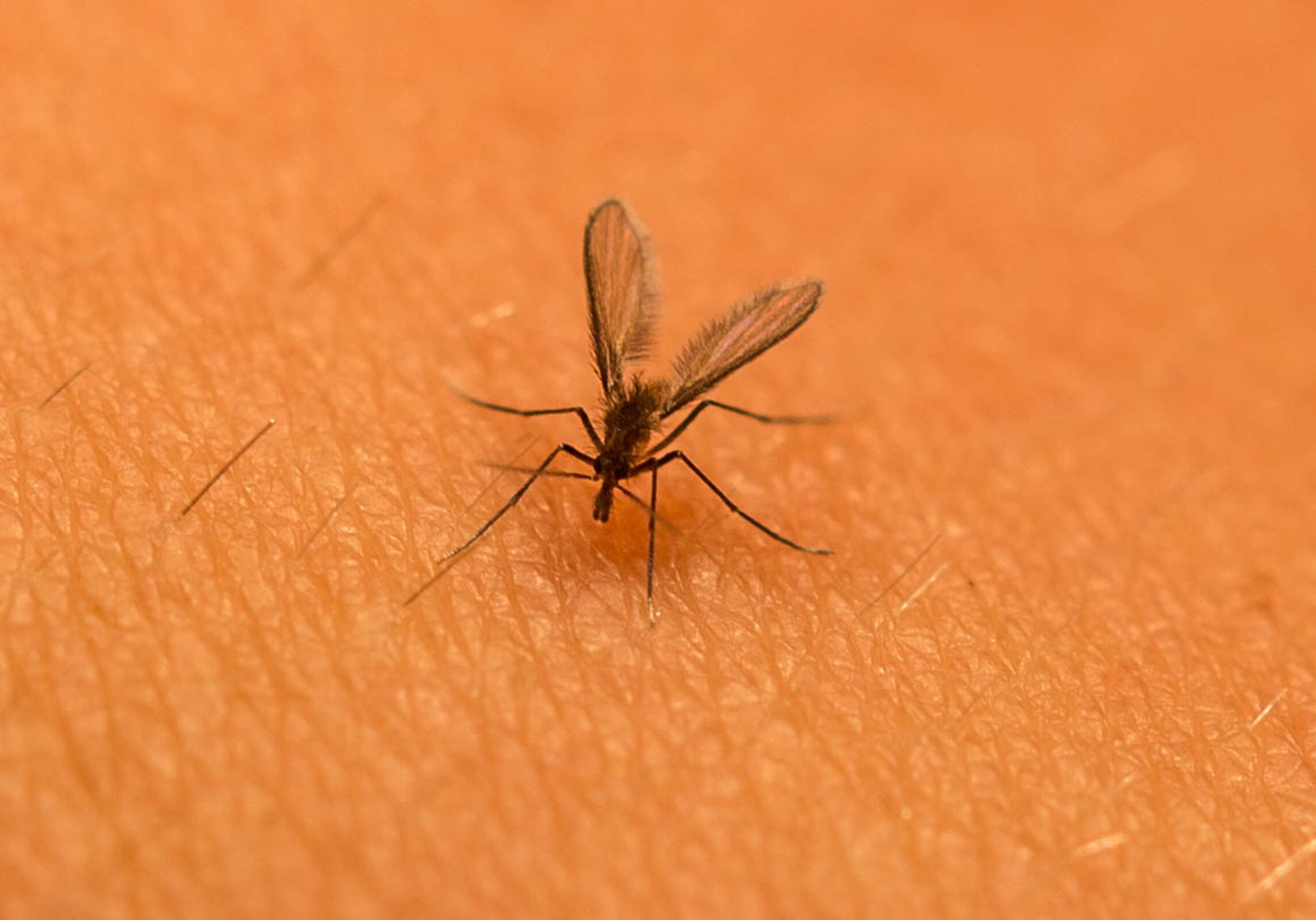 The Gnatwork | GNATWORK