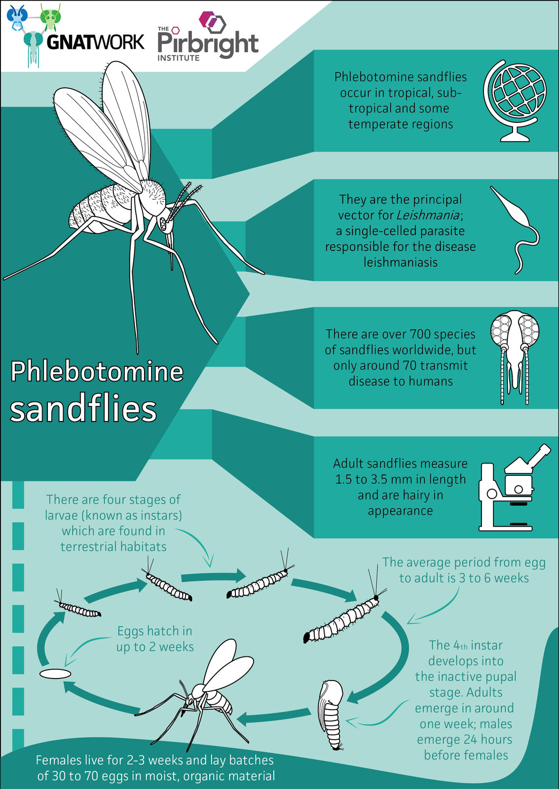 Sandfly fact sheet | GNATWORK