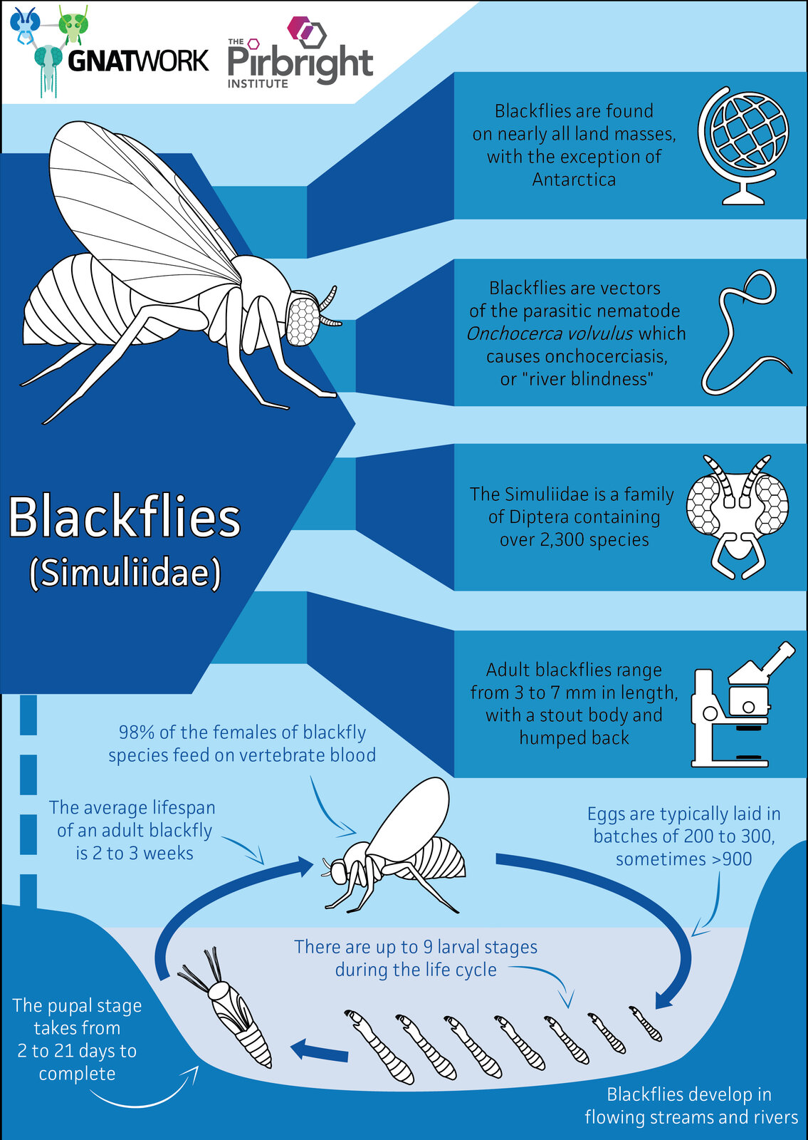 Blackfly fact sheet | GNATWORK