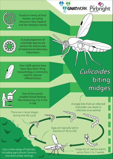 Biting midge fact sheet | GNATWORK