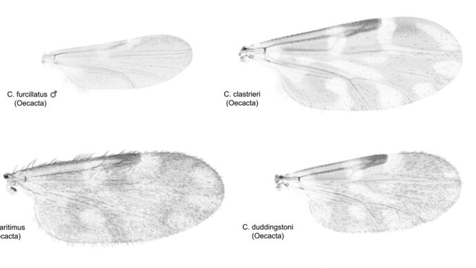 Morphological taxonomy | GNATWORK