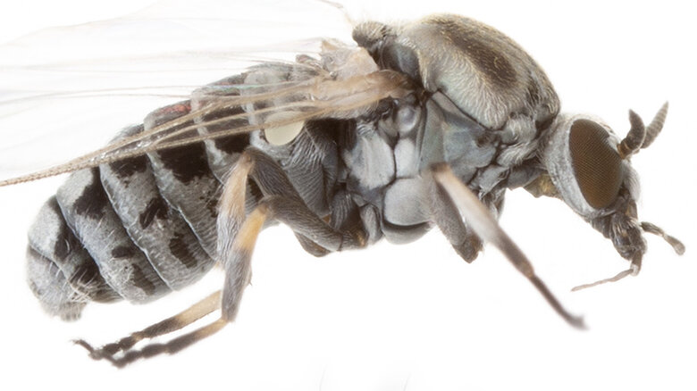 simuliidae life cycle