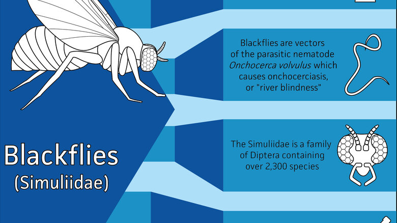 Blackfly fact sheet | GNATWORK