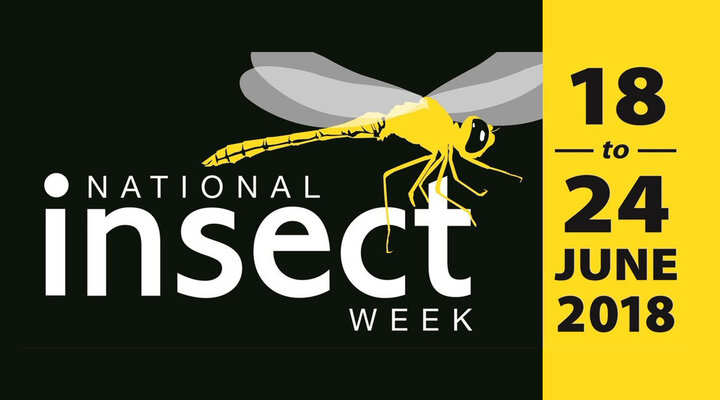 National Insect Week | GNATWORK